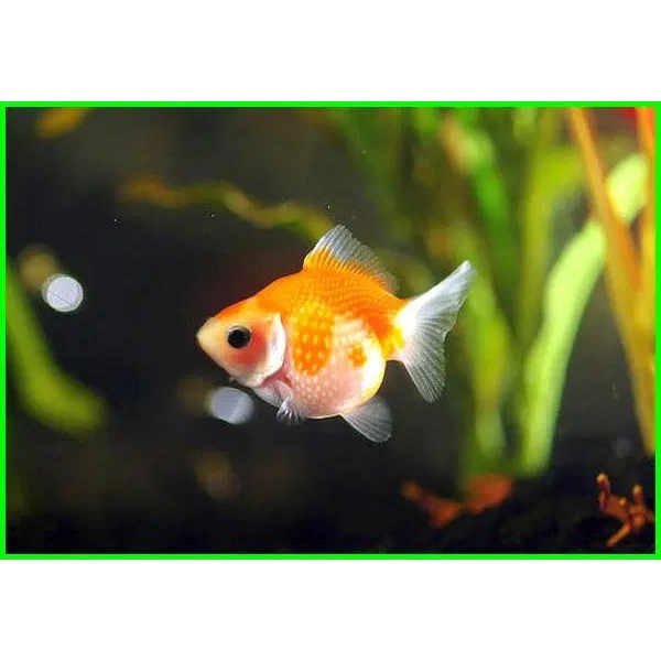 KOKI PANDA RED CAP MUTIARA BULDOG ORANDA TEKIM - ETALASE