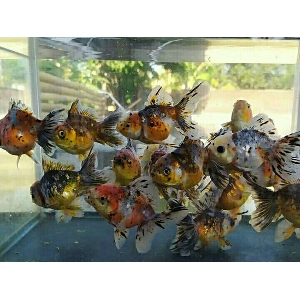 KOKI PANDA RED CAP MUTIARA BULDOG ORANDA TEKIM - ETALASE